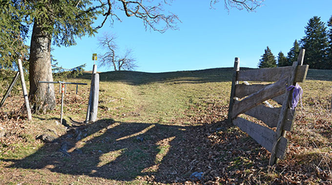 Pferde von Koppel gelassen – SH-UgeAvisen